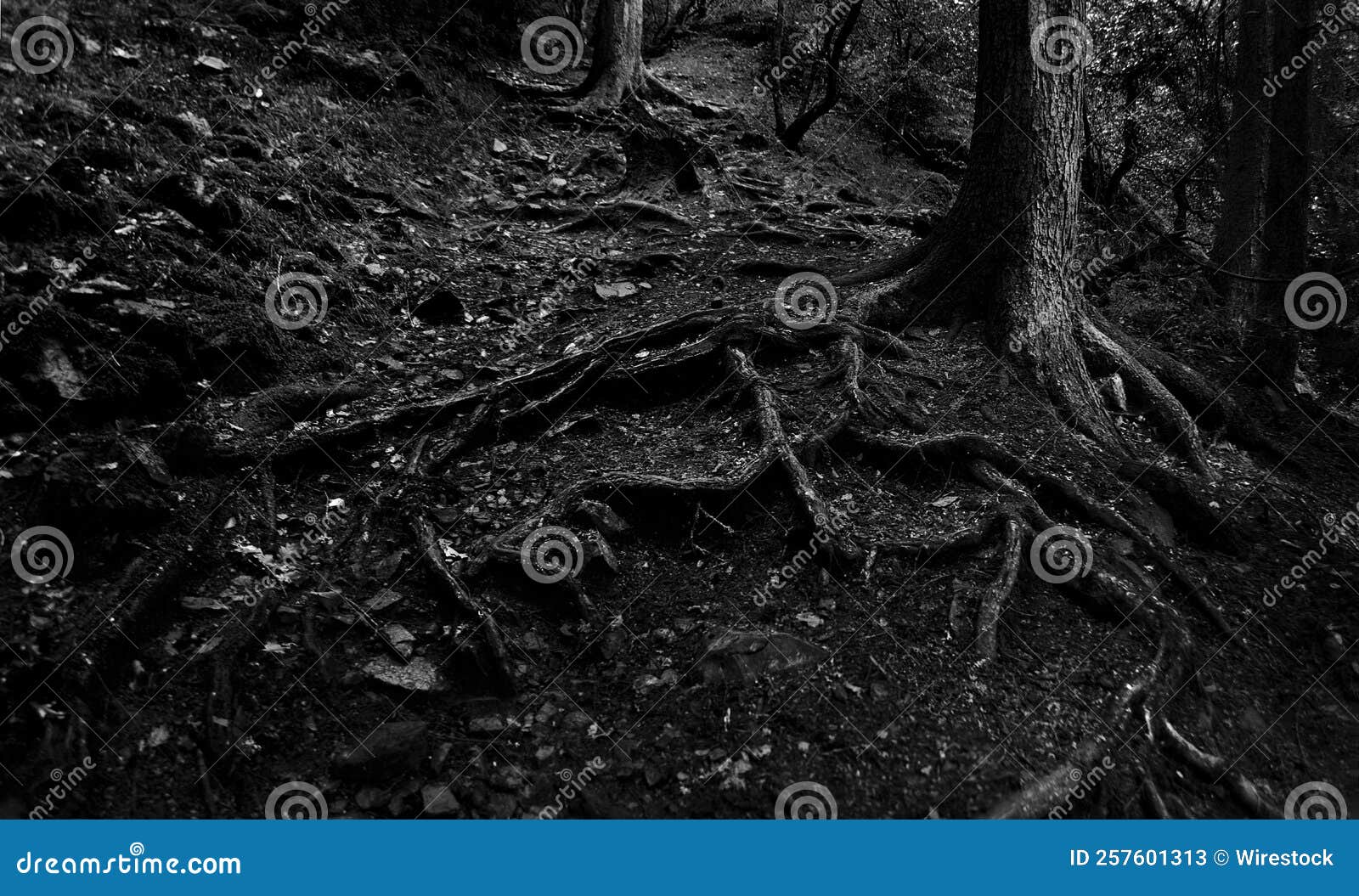 Grayscale Shot of the Tree Roots on the Forest Ground Stock Image ...