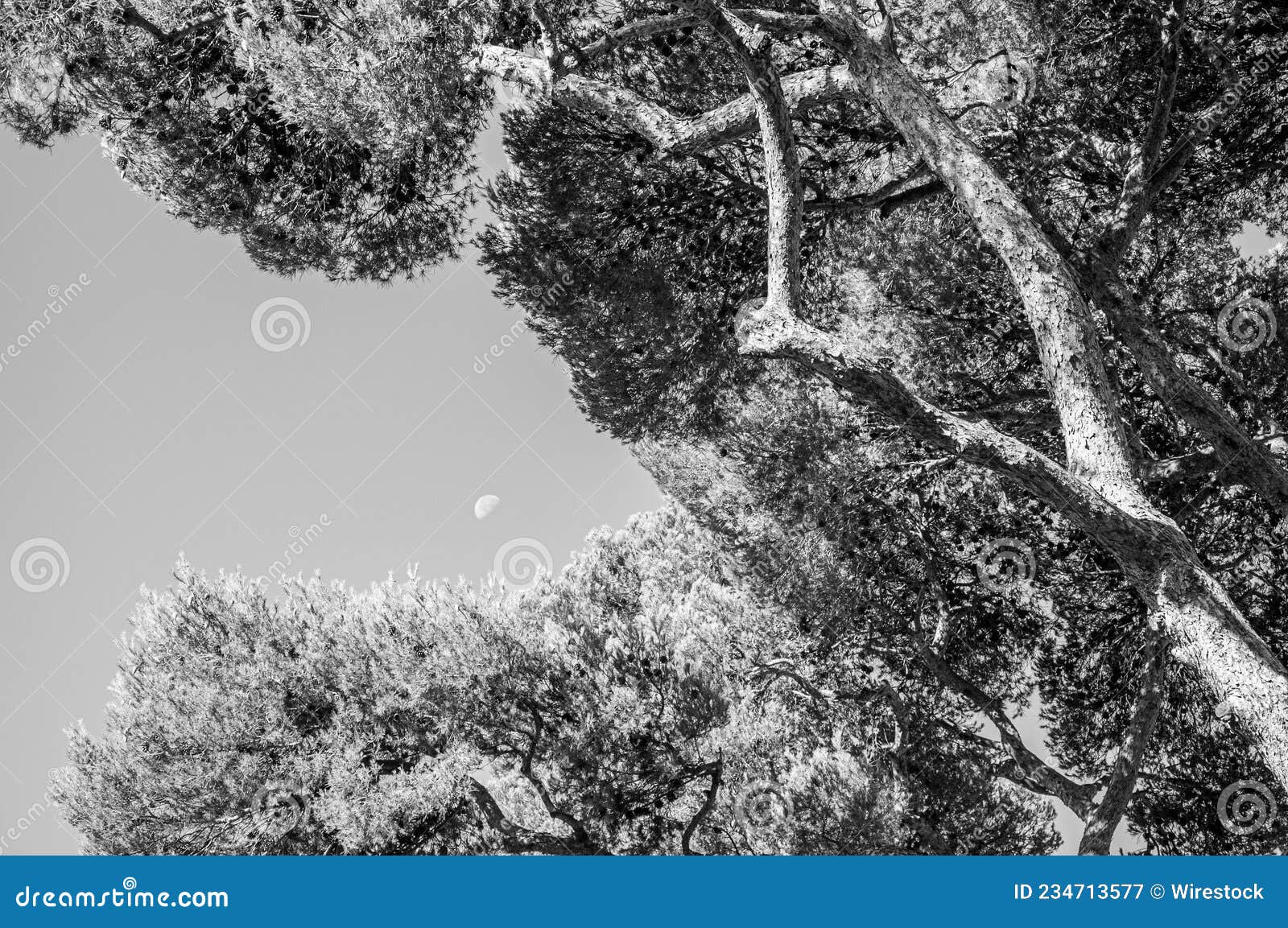 Grayscale Shot of Trees in the Forest Stock Image - Image of natural ...