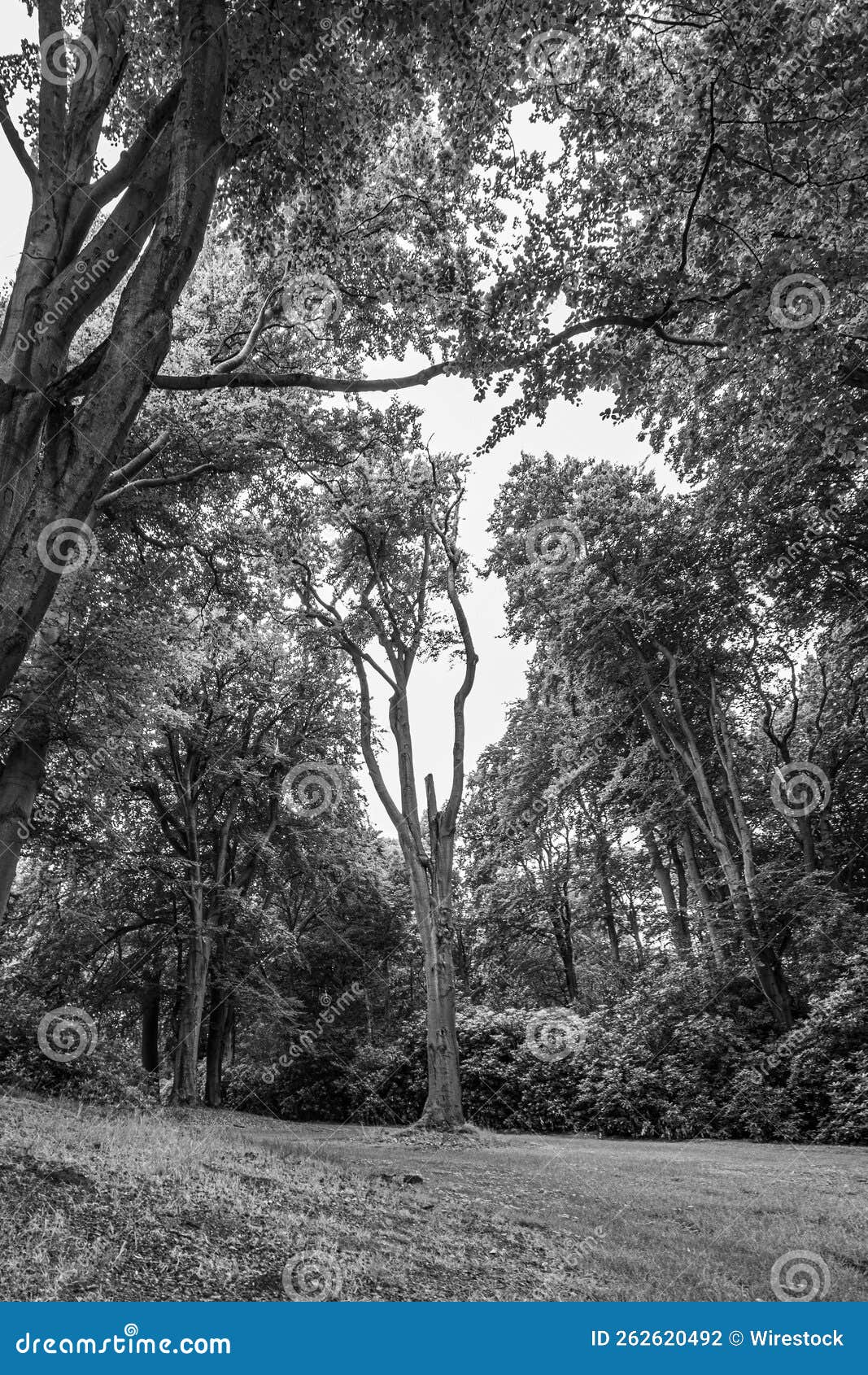 Grayscale Shot of Trees in the Forest Stock Photo - Image of branches ...
