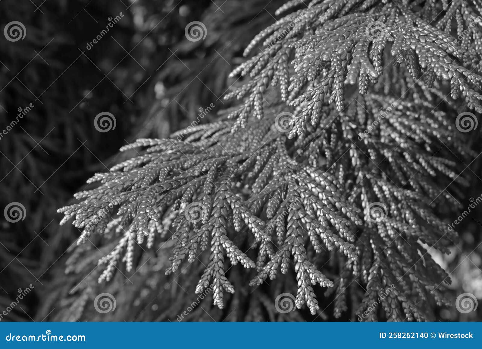 Grayscale Shot of a Young Branch of Thuja Stock Photo - Image of branch ...