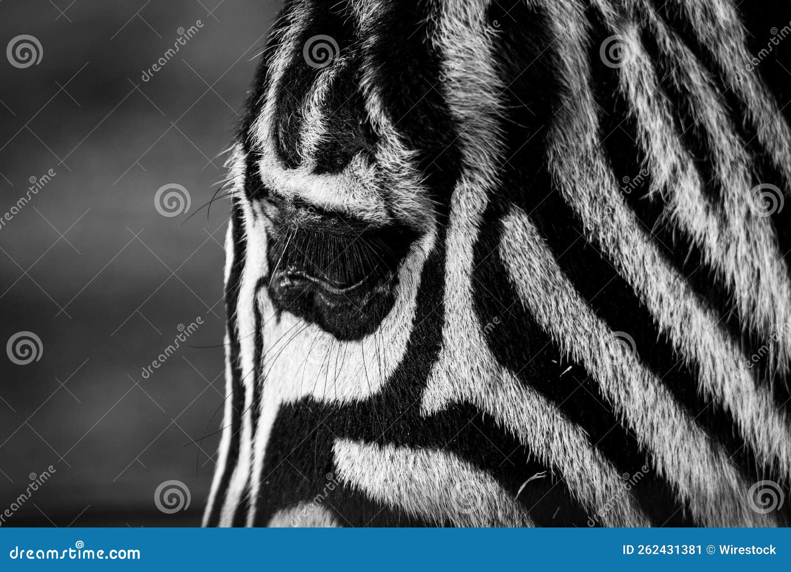 Grayscale Shot of a Zebra with Closed Eyes Stock Image - Image of ...