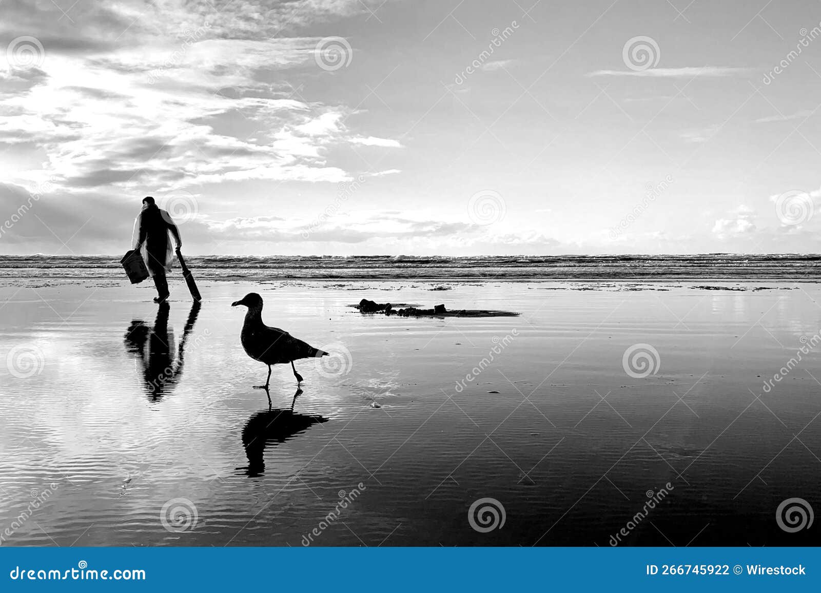 Grayscale of the Silhouettes of a Seagull and a Man on the Reflective ...