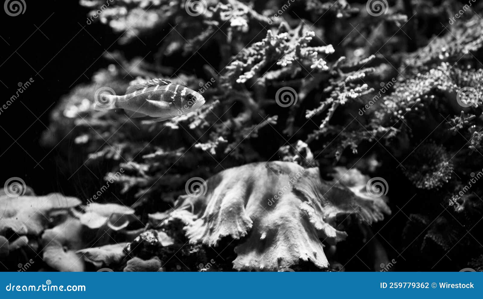 Grayscale of Small Fish Swimming Underwater Stock Photo - Image of life ...