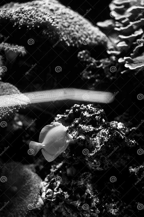 Grayscale of Small Fish Swimming Underwater Stock Photo - Image of wild ...