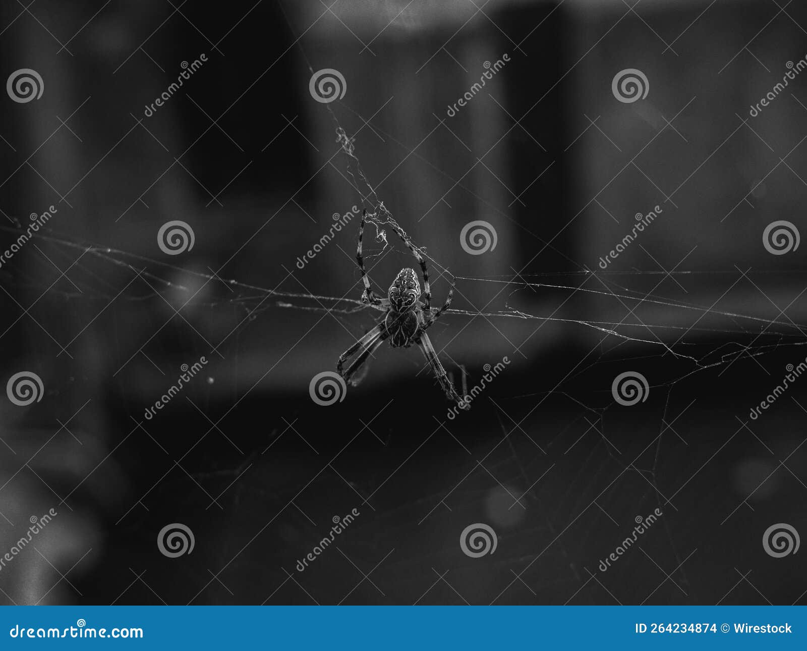 Grayscale of a Spider on Net Stock Photo - Image of closeup, silk ...