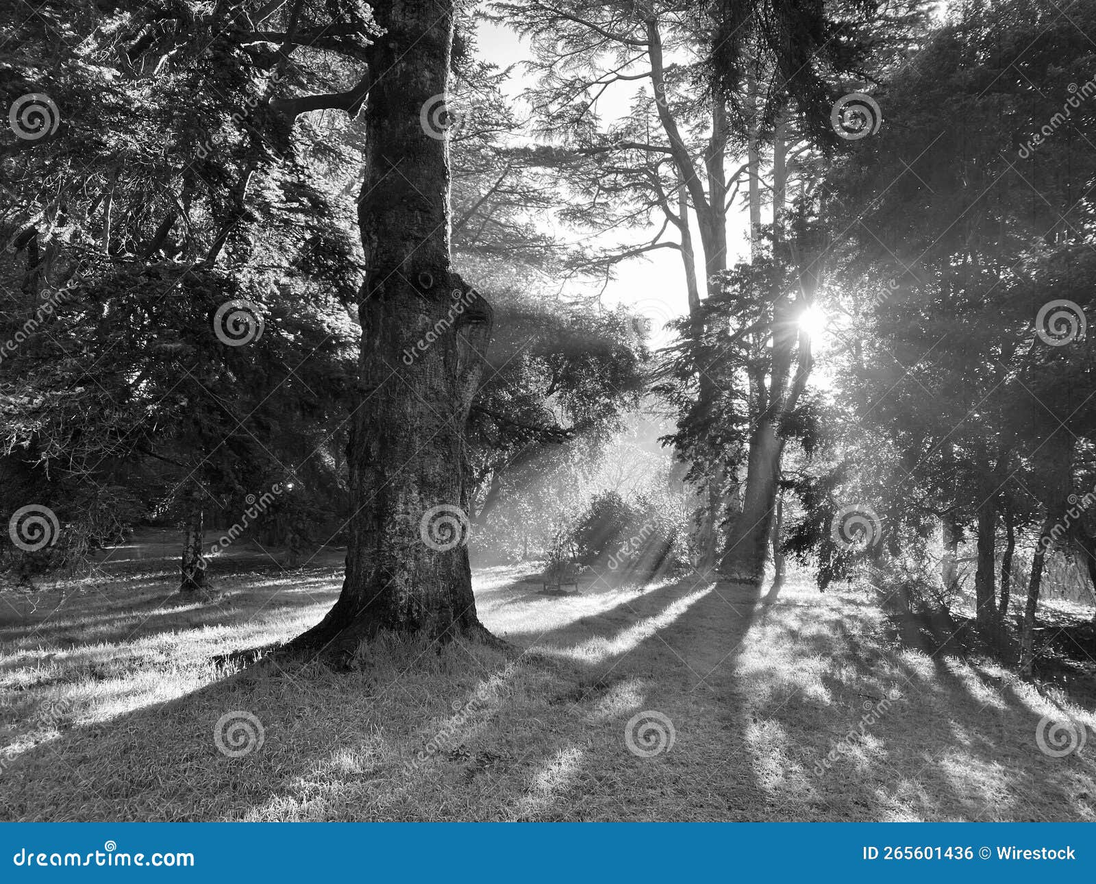 Grayscale of the Sun Shining through the Trees of a Peaceful Forest on ...