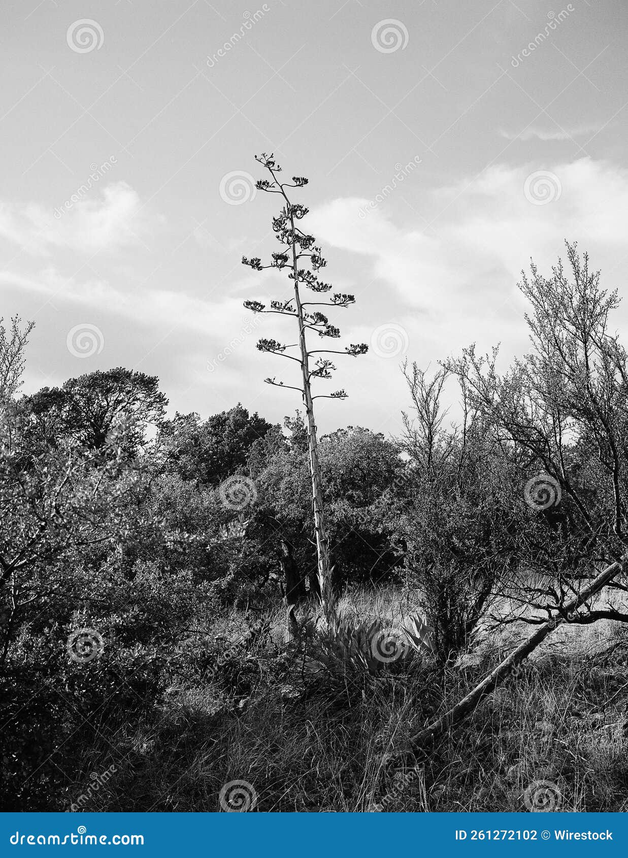 Grayscale of Trees in a Forest during the Daytime with a Blue Sky in ...