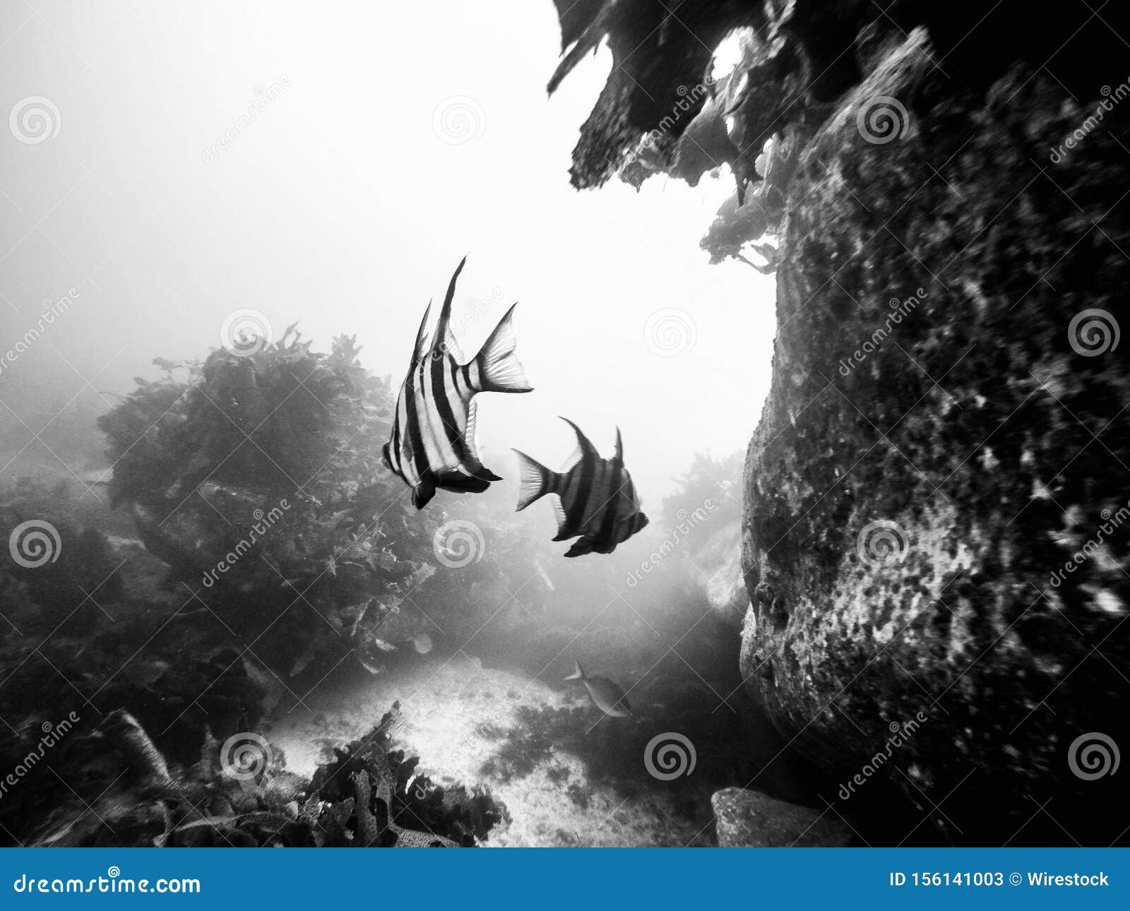 Grayscale Underwater Shot of Fishes Stock Image - Image of school ...