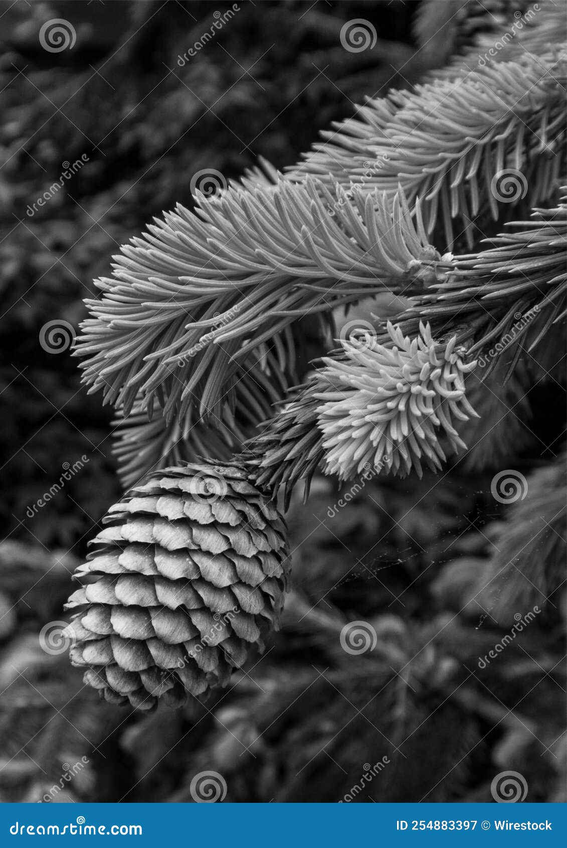 Grayscale Vertical Shot of a Pine Tree Branch with Cones Stock Image ...
