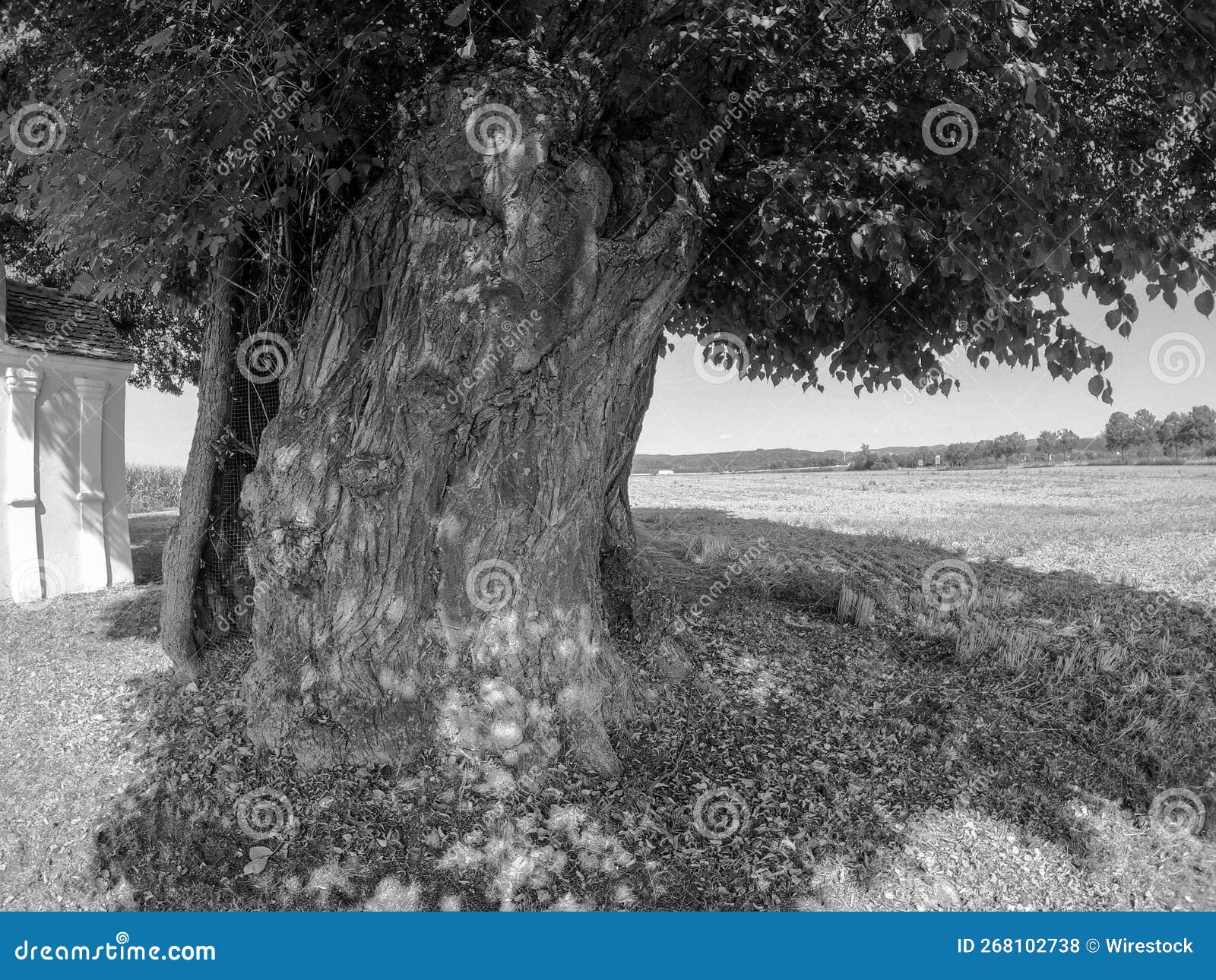 Grayscale of a Very Old Tree in the Field Stock Photo - Image of park ...