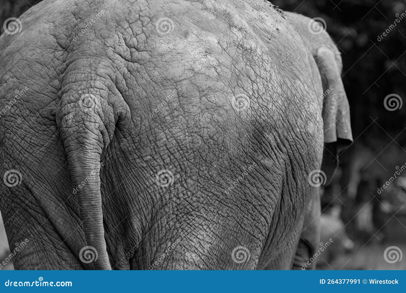 Grayscale View of the Back of an Elephant Stock Image - Image of back ...