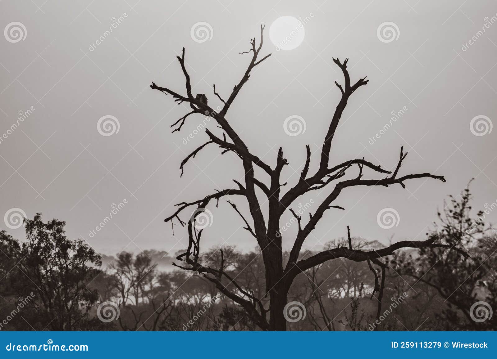 Grayscale View of Silhouettes of Tree Branches before the Sky with the ...