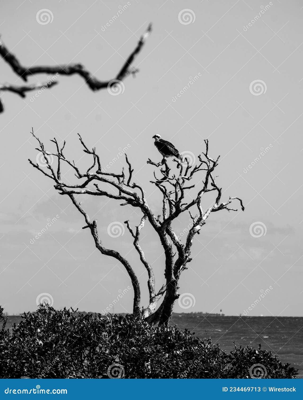 Grayscale View of a Wild Eagle the Bird of Prey Standing on a Dead Tree ...