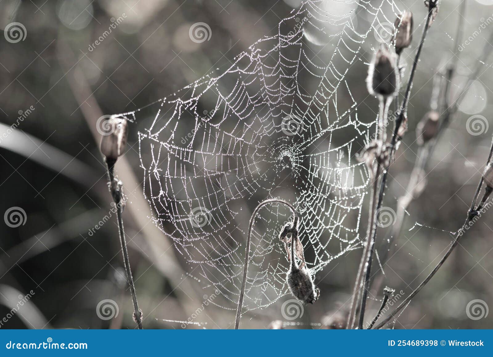 Grayscale of Water Droplets on the Spiderweb Twisted between the Dry ...