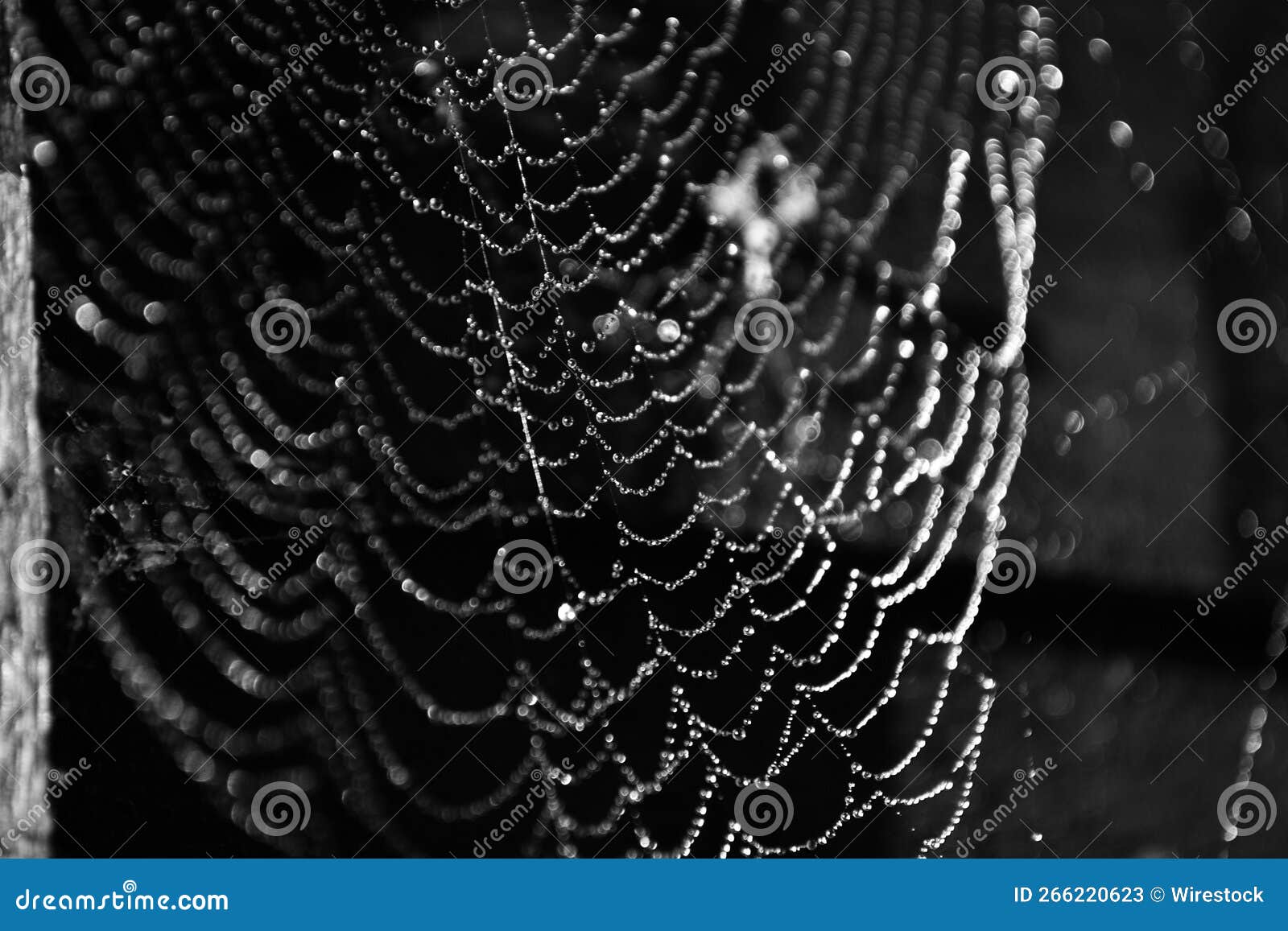 Grayscale of the Water Drops of the Dew on the Spider Web on the ...
