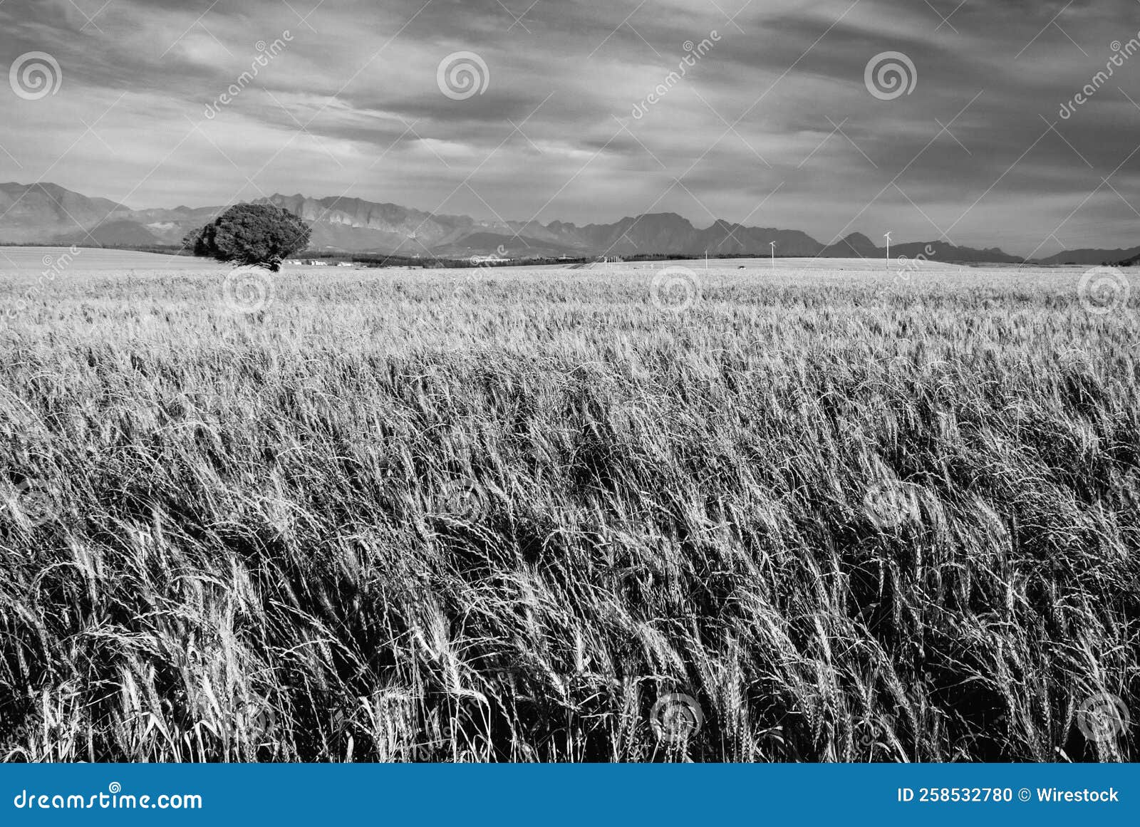 Grayscale of a Wheat Field with a Lone Tree and Mountains in the ...