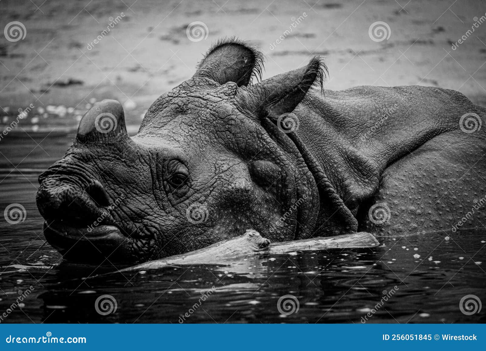 Grayscale of a White Rhino in Water with Blurred Background Stock Image ...