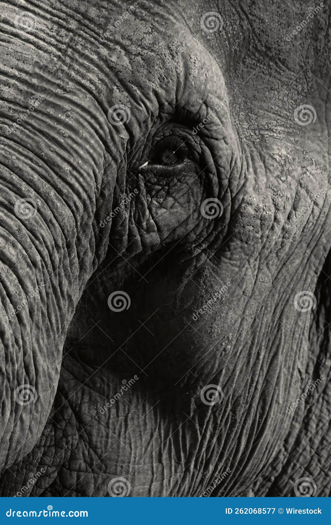 Grayscale of the Wrinkled Face of an Elephant in the Wild Stock Image ...