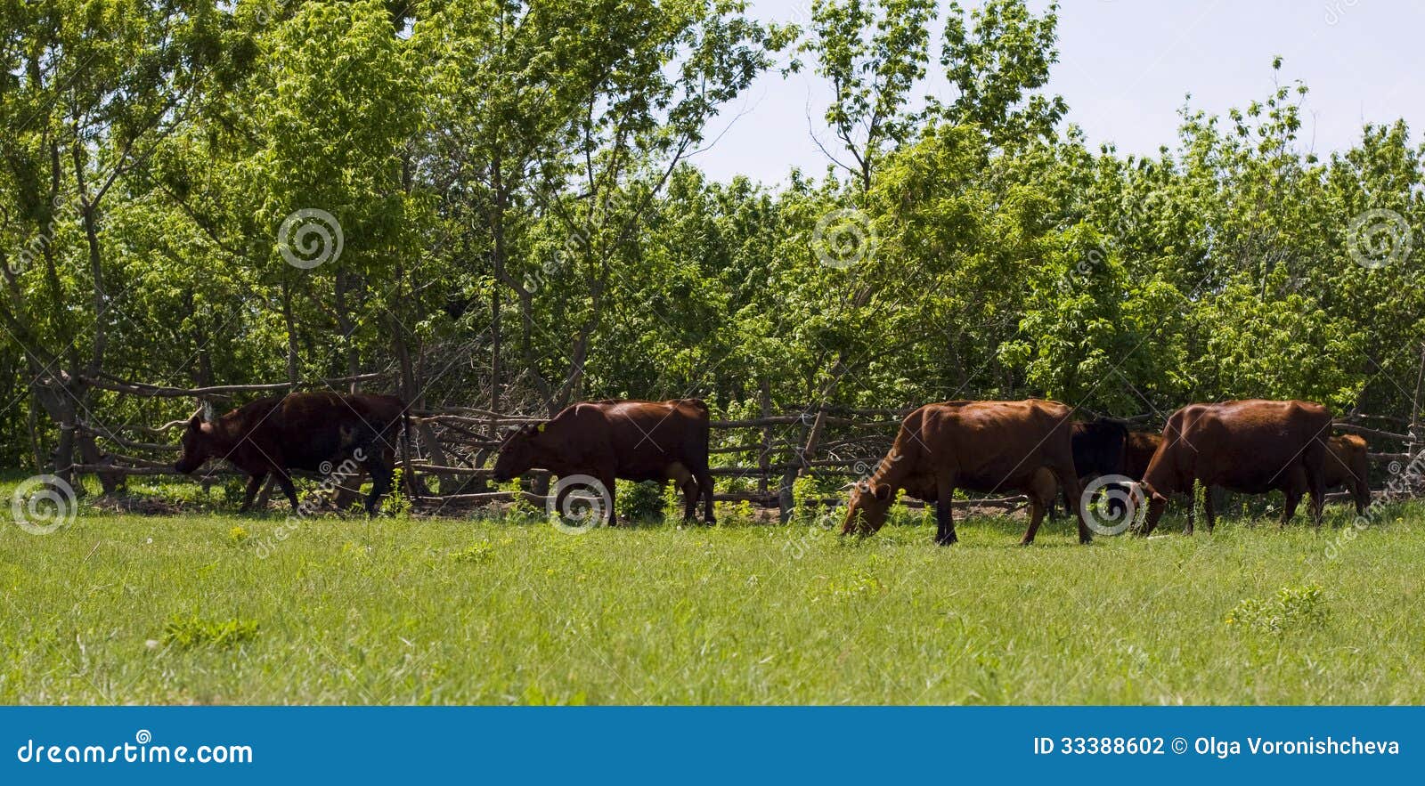 Grazed cows stock photo. Image of lawn, ruminants, cattle - 33388602