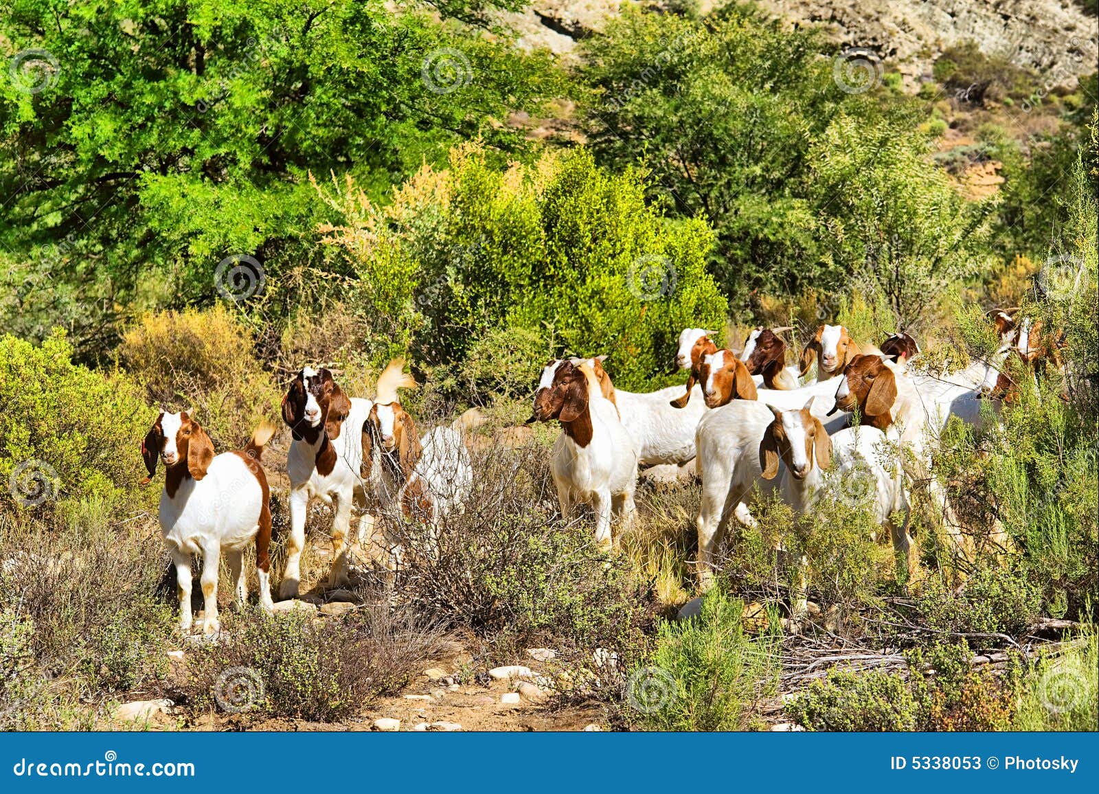 Grazing African goats stock image. Image of healthy, graze - 5338053