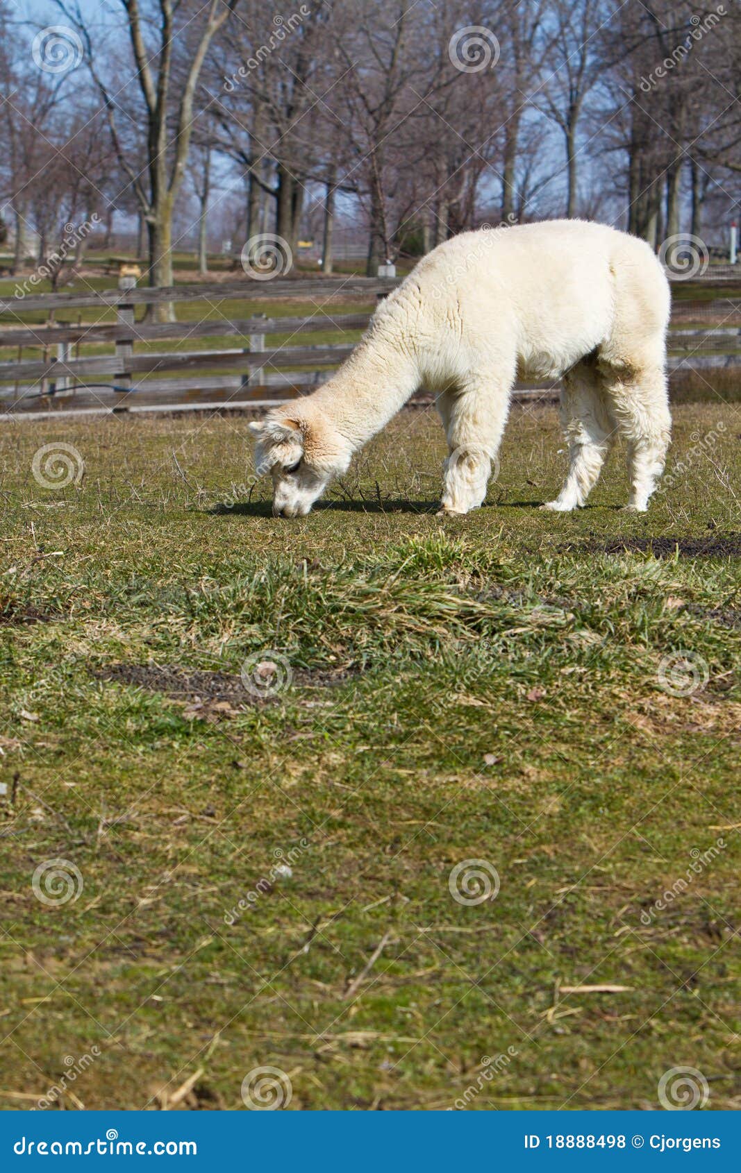 Grazing Alpaca stock photo. Image of agriculture, warm - 18888498