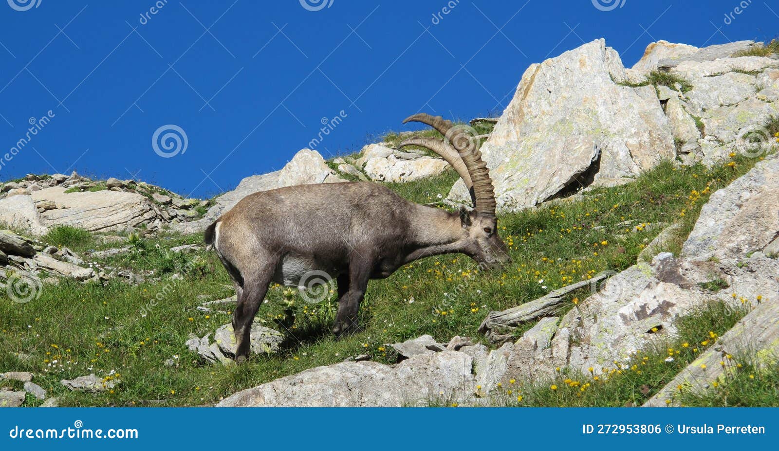 Grazing Alpine Ibex in the Swiss Alps Stock Photo - Image of europe ...