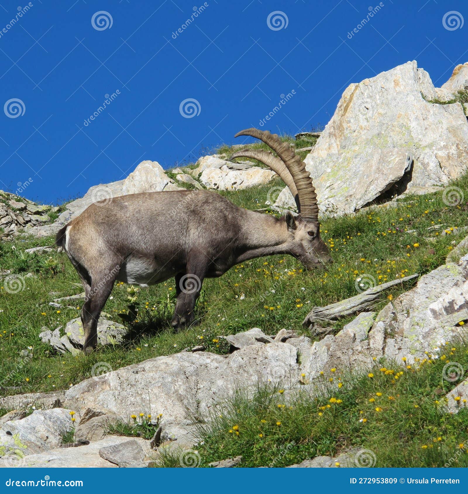 Grazing alpine ibex stock image. Image of goat, animals - 272953809