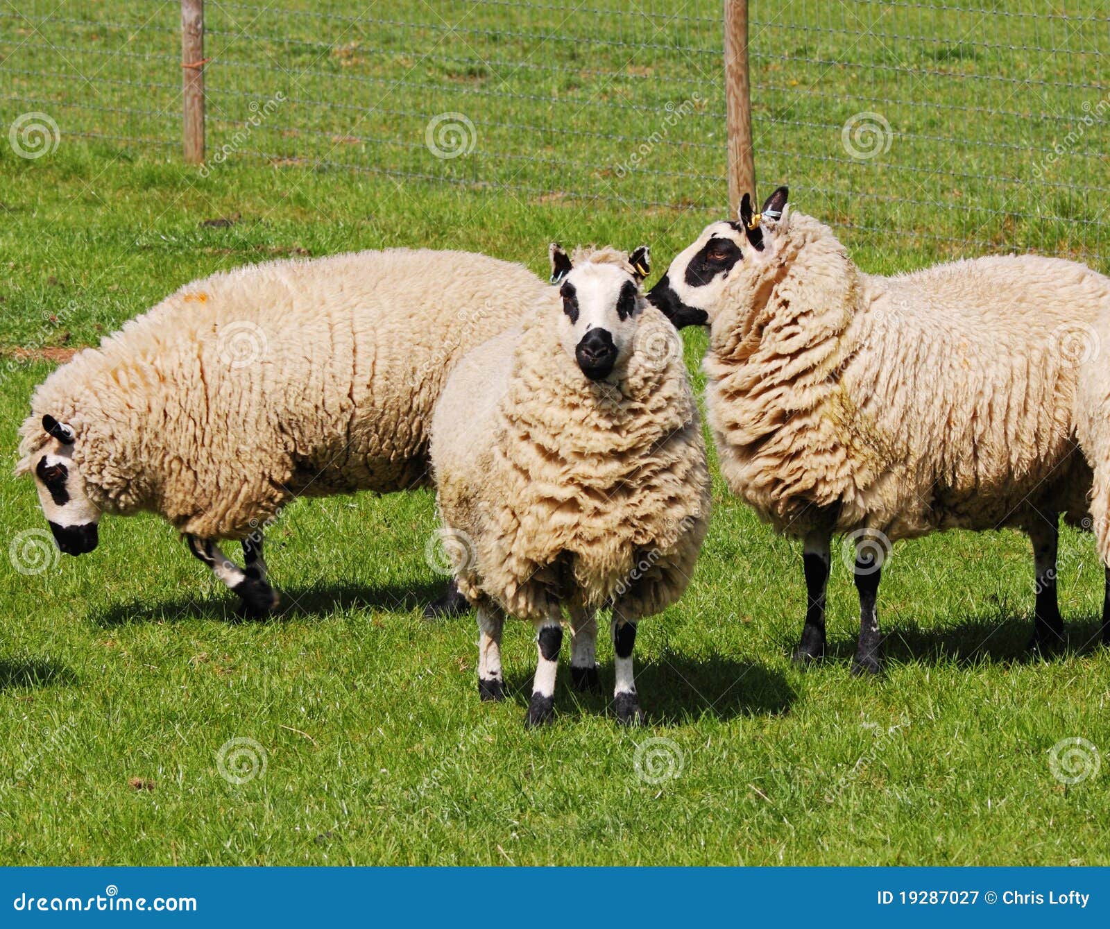 Grazing Badger Faced Sheep stock image. Image of fleece - 19287027