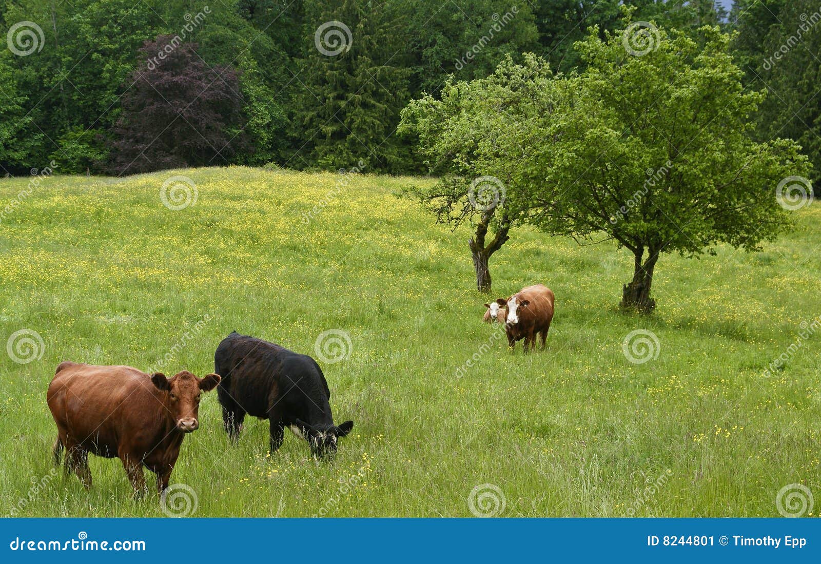 Grazing beef cattle stock image. Image of tree, cows, cattle - 8244801