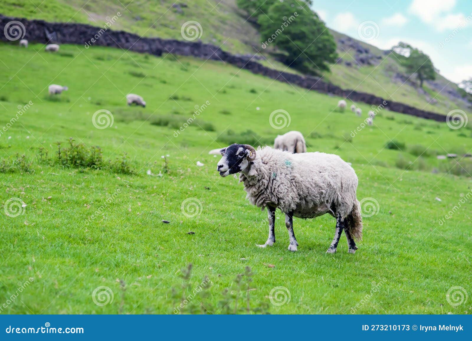 The Grazing Sheep on the Meadow in Peak District Stock Image - Image of ...