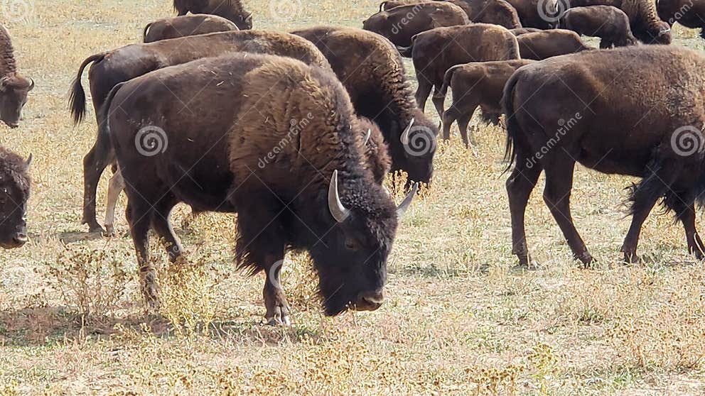 Grazing Bison Happy stock image. Image of bovine, farm - 179644403