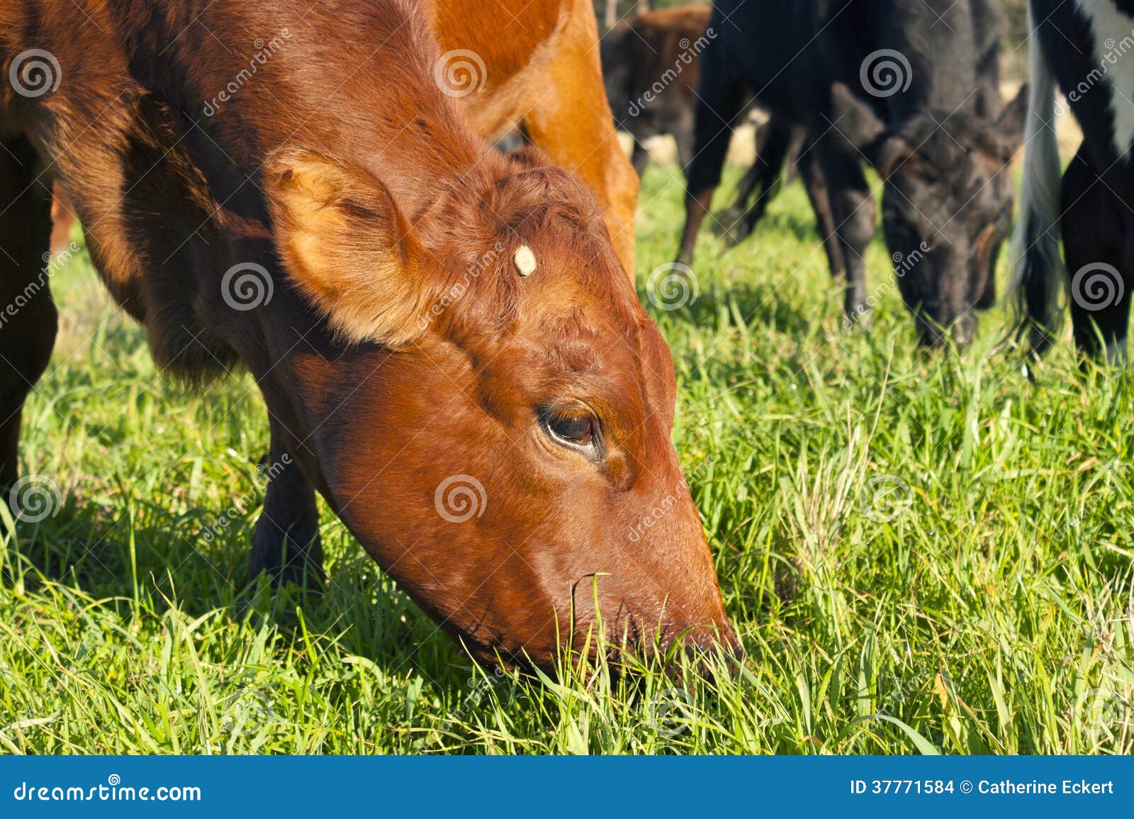 Grazing Bonsmara stock photo. Image of farm, field, farmland - 37771584