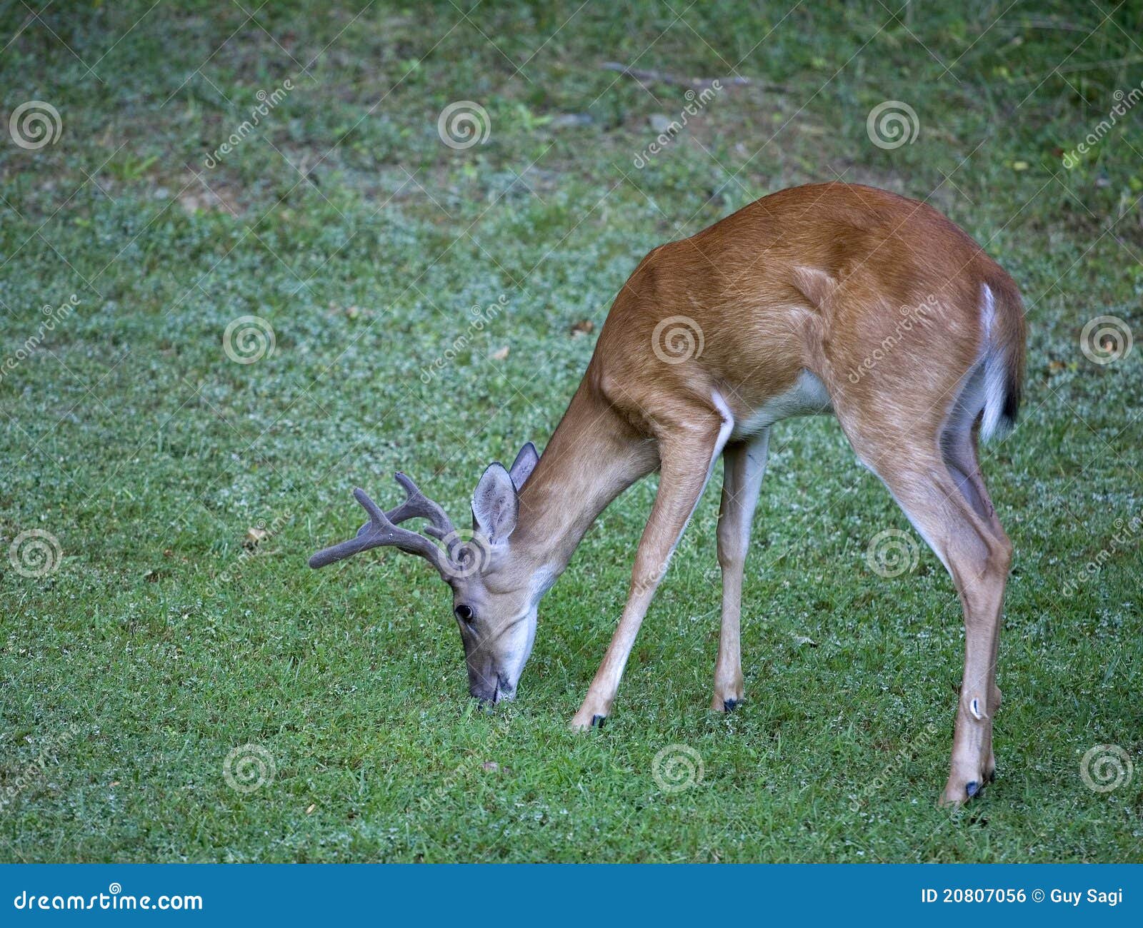 Grazing buck stock photo. Image of male, food, deer, antlers - 20807056