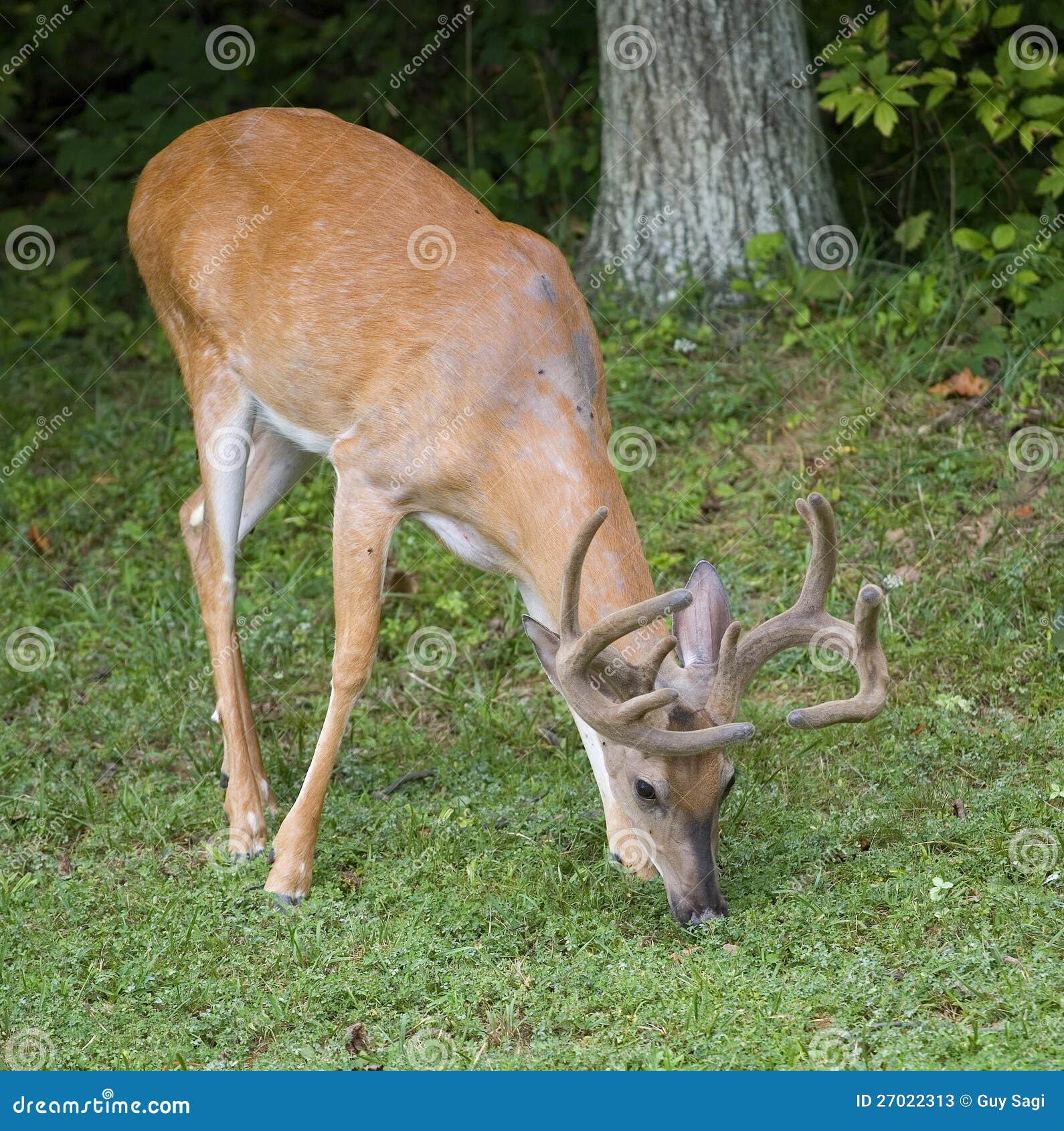 Grazing buck stock image. Image of ears, eating, mammal - 27022313