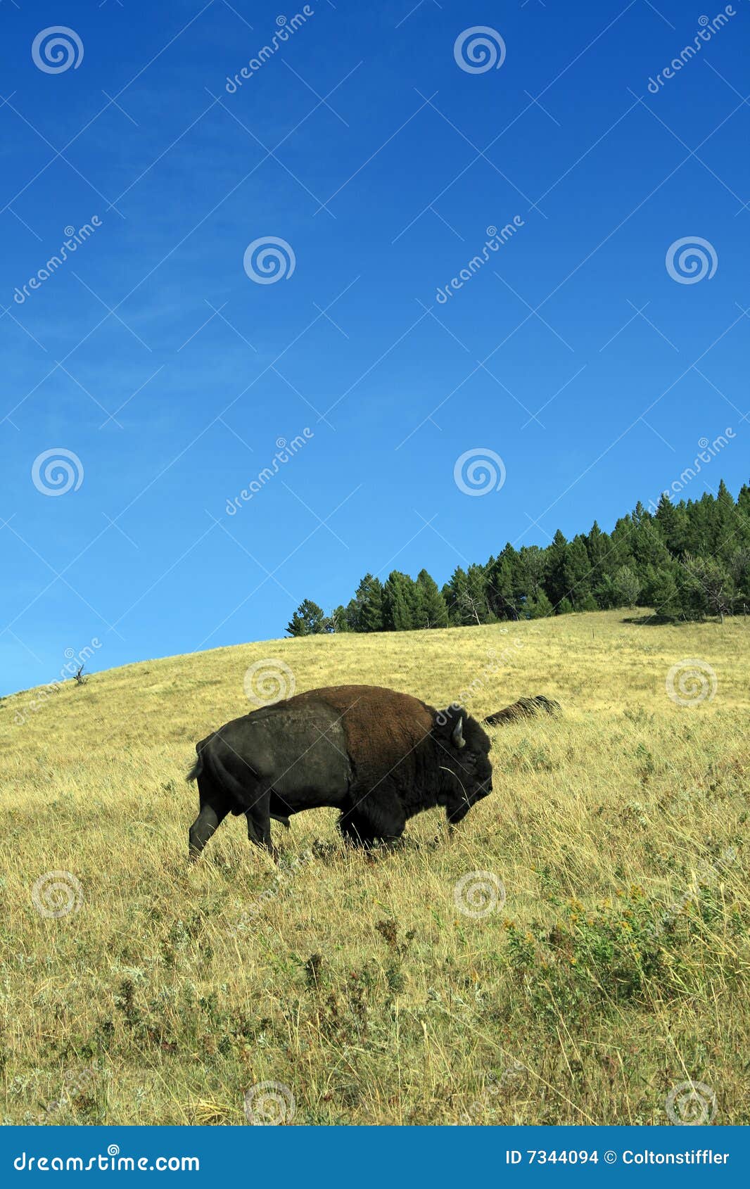 Grazing Buffalo stock photo. Image of field, montana, muscular - 7344094