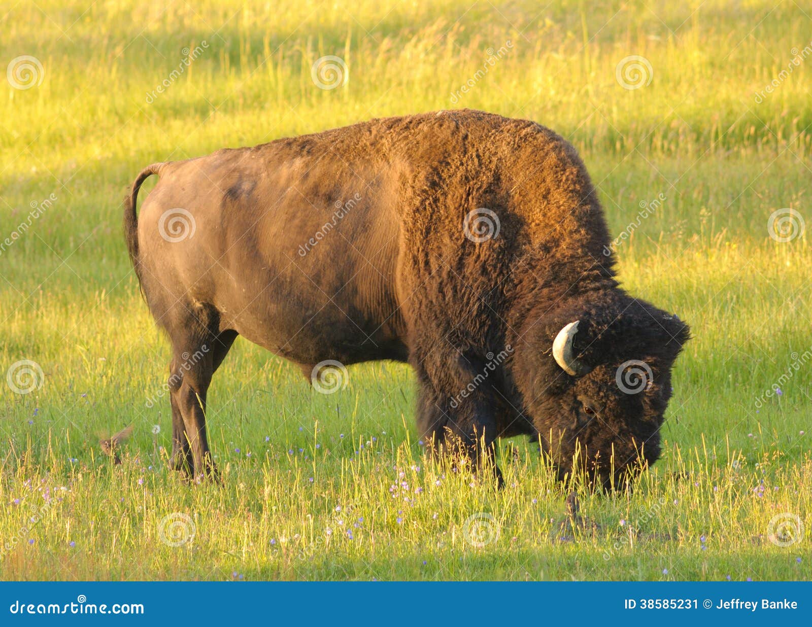 Grazing buffalo stock image. Image of bison, indigenous - 38585231