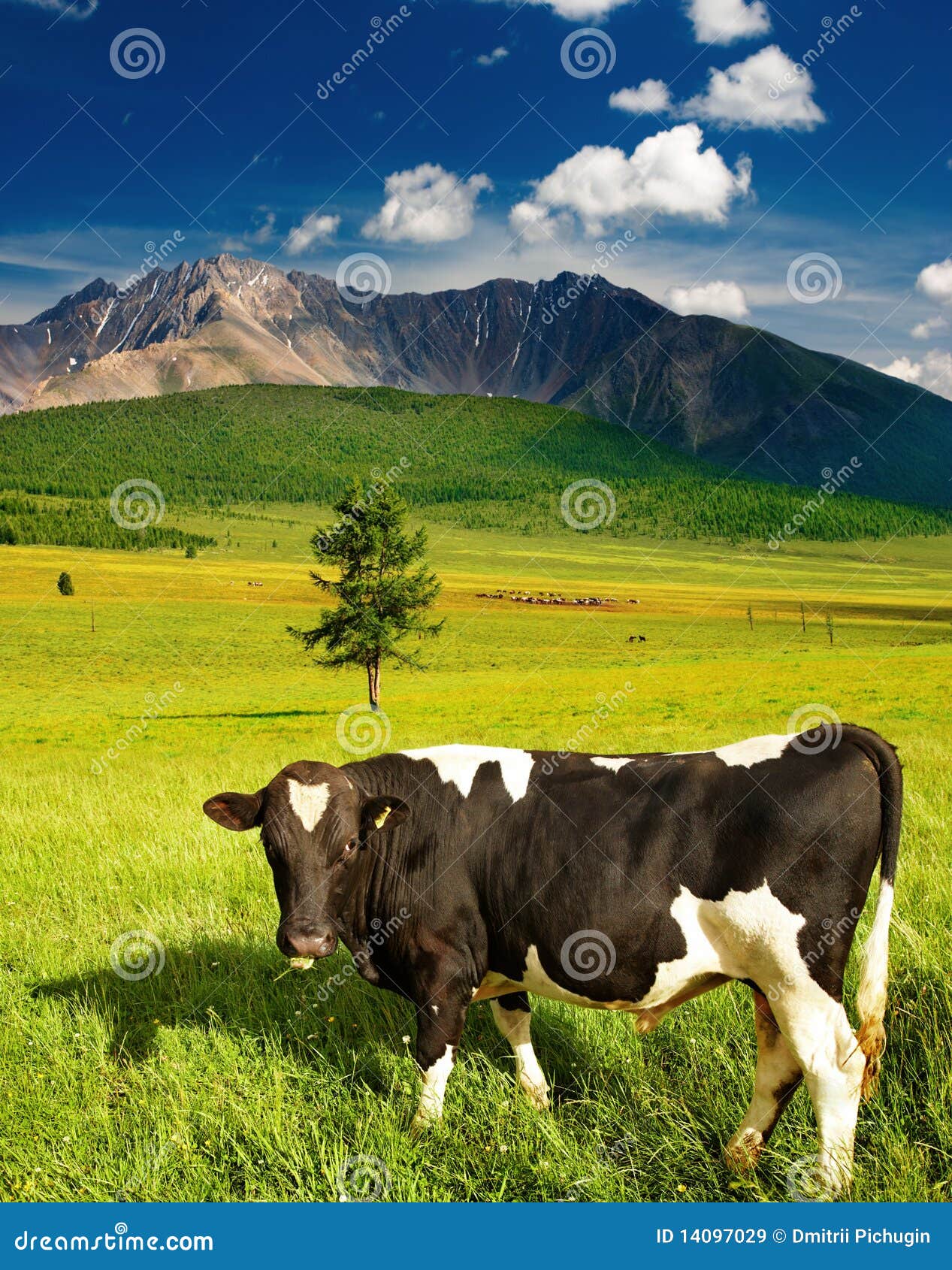 Grazing bull stock image. Image of nature, landscape - 14097029