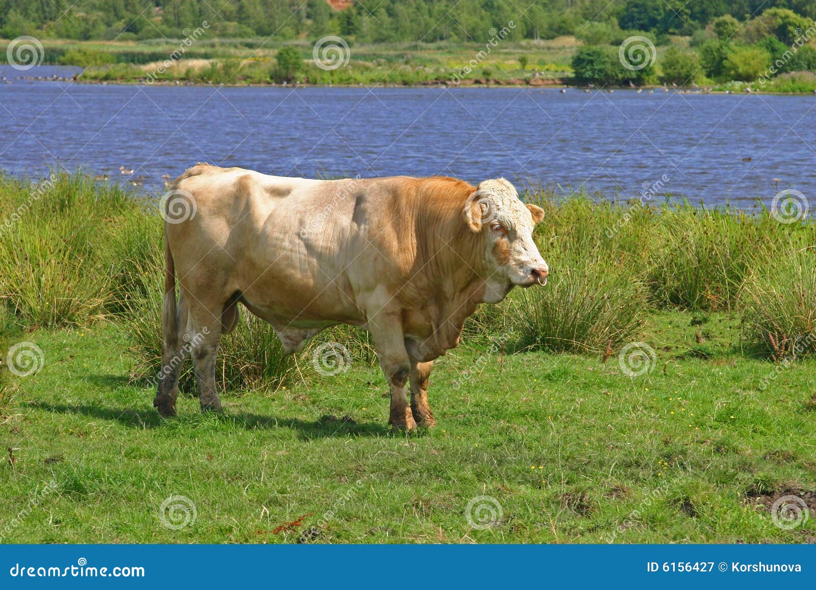Grazing bull stock image. Image of nature, ring, milker - 6156427