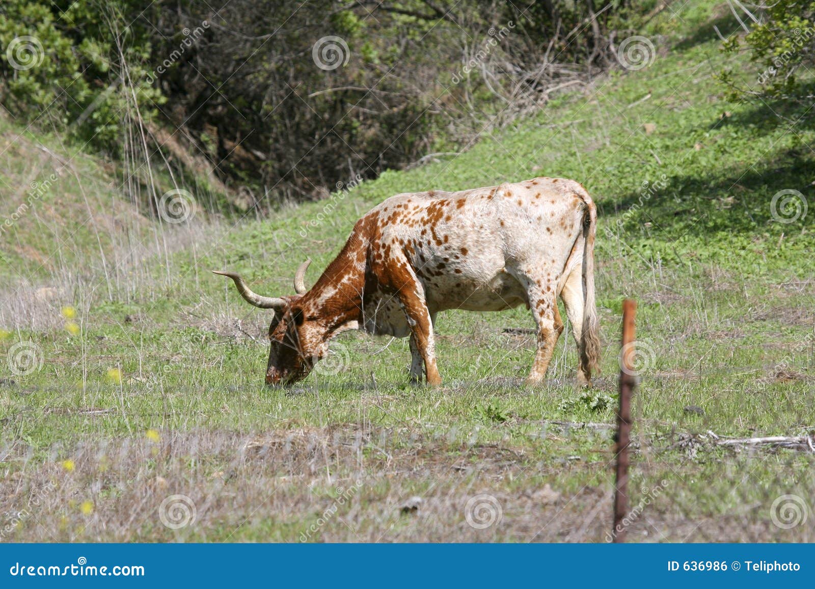 Grazing Bull stock photo. Image of ranch, solitary, horns - 636986