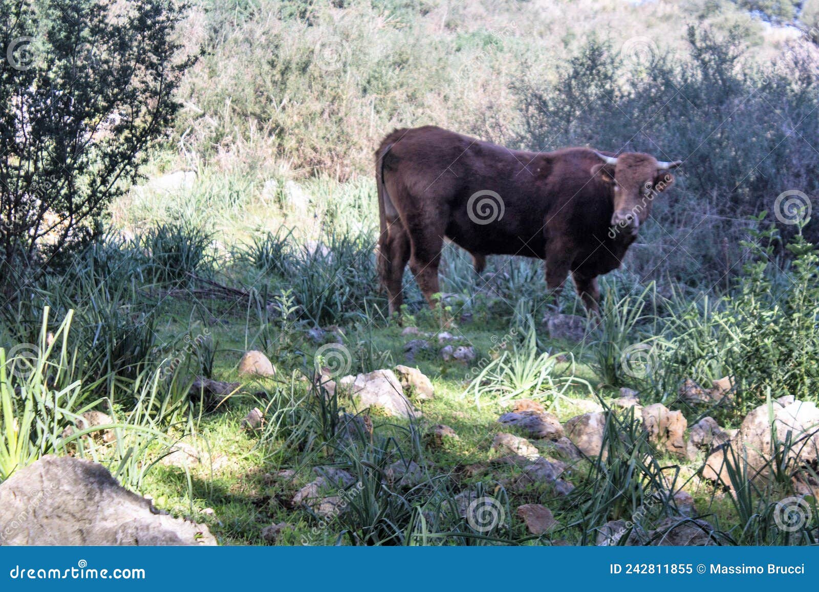 Grazing bull in Italy stock image. Image of cows, mammals - 242811855