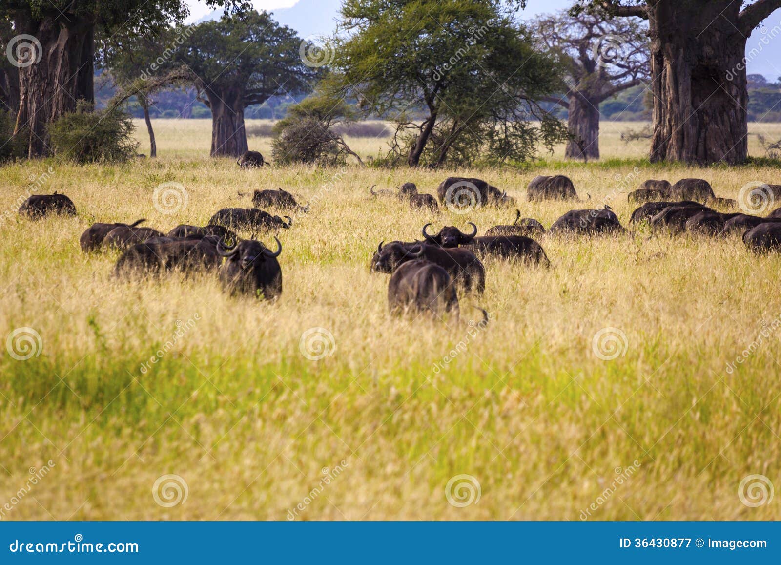 Grazing Cape Buffaloes stock image. Image of national - 36430877