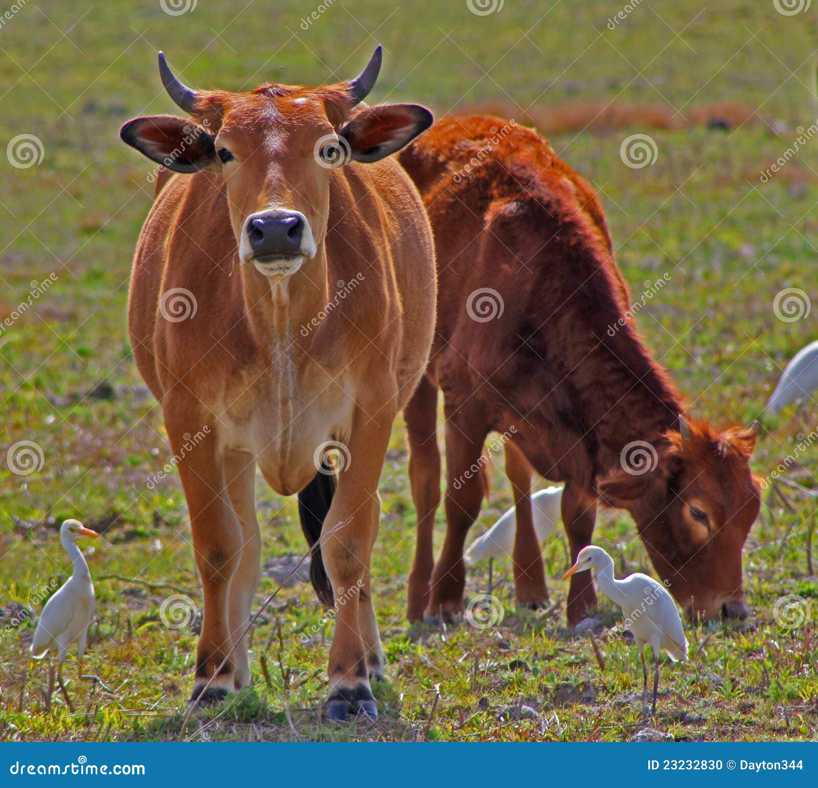 Grazing Cattle stock photo. Image of grazing, protection - 23232830
