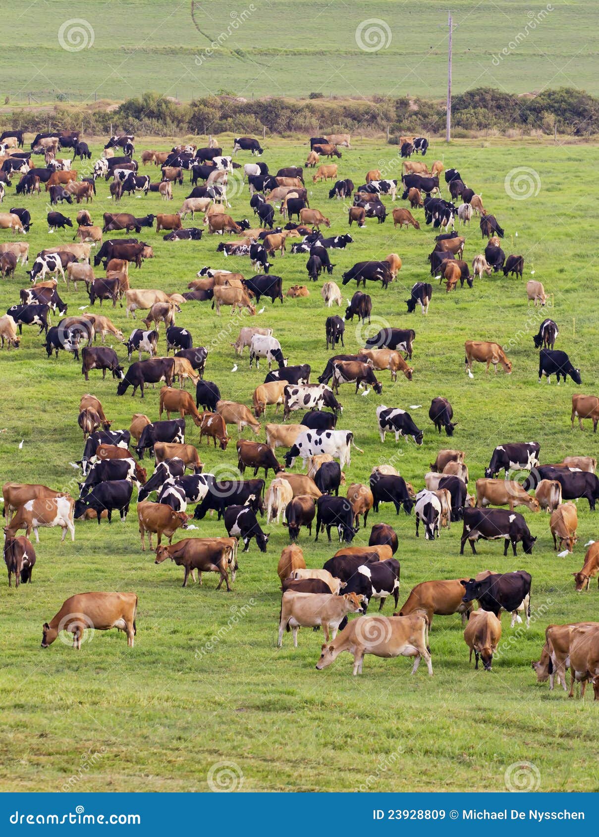 Grazing Cattle Royalty-Free Stock Image | CartoonDealer.com #66322006