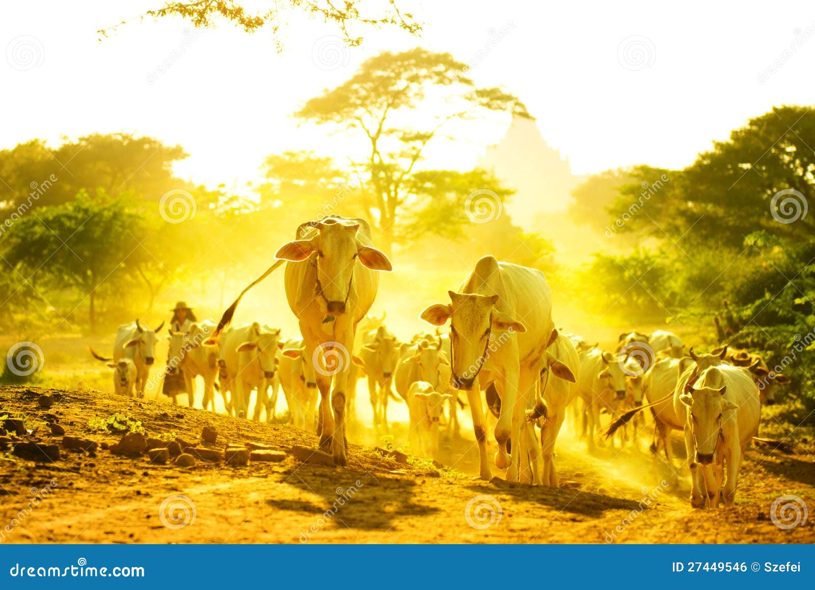 Grazing cattle stock photo. Image of agricultural, field - 27449546