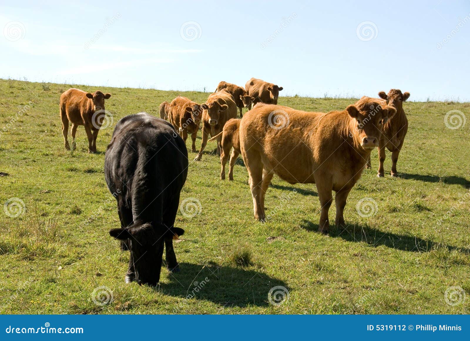 Grazing Cattle stock photo. Image of farm, rural, animal - 5319112