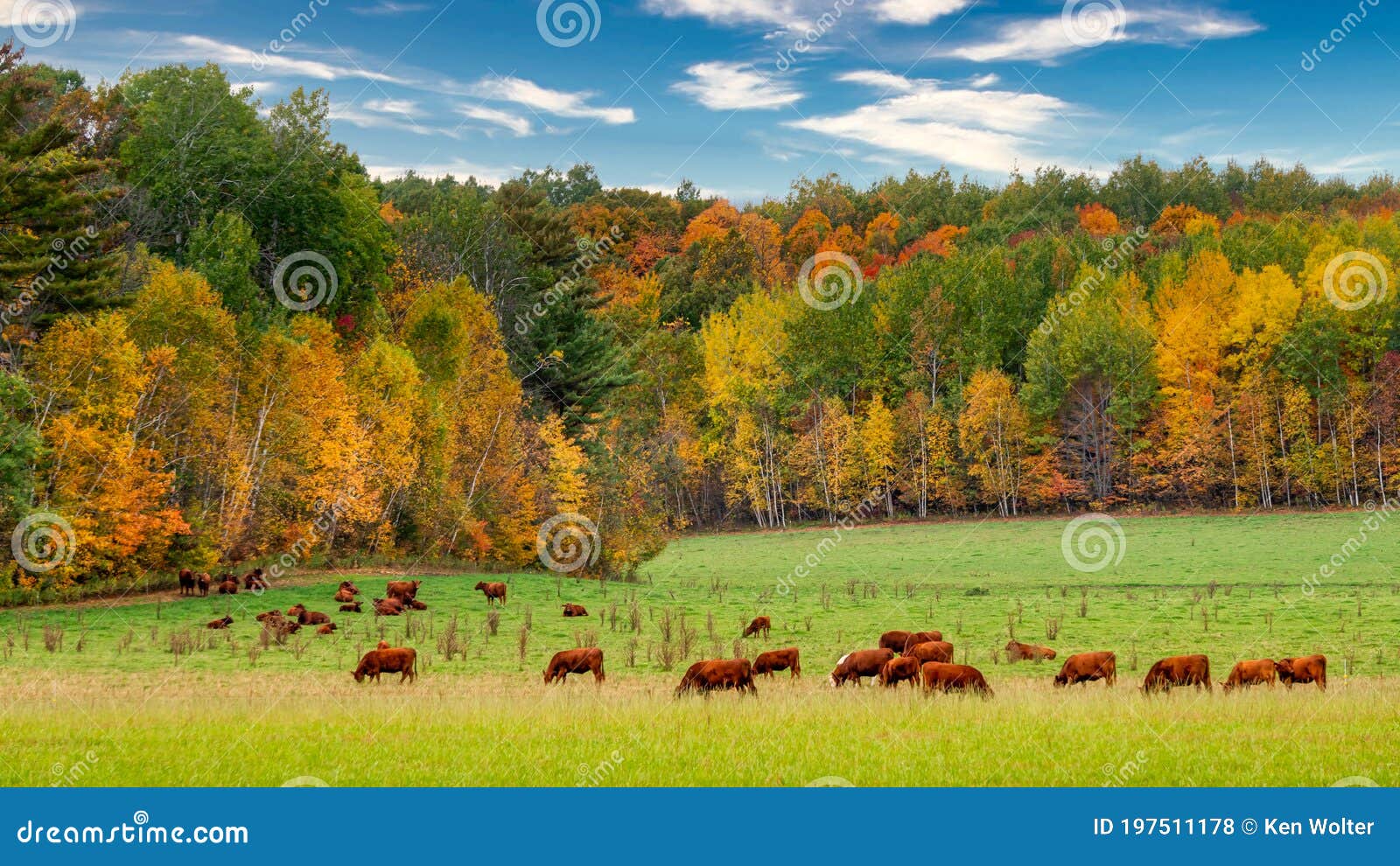 Grazing Cattle in Autumn in Wisconsin Stock Photo - Image of farm ...