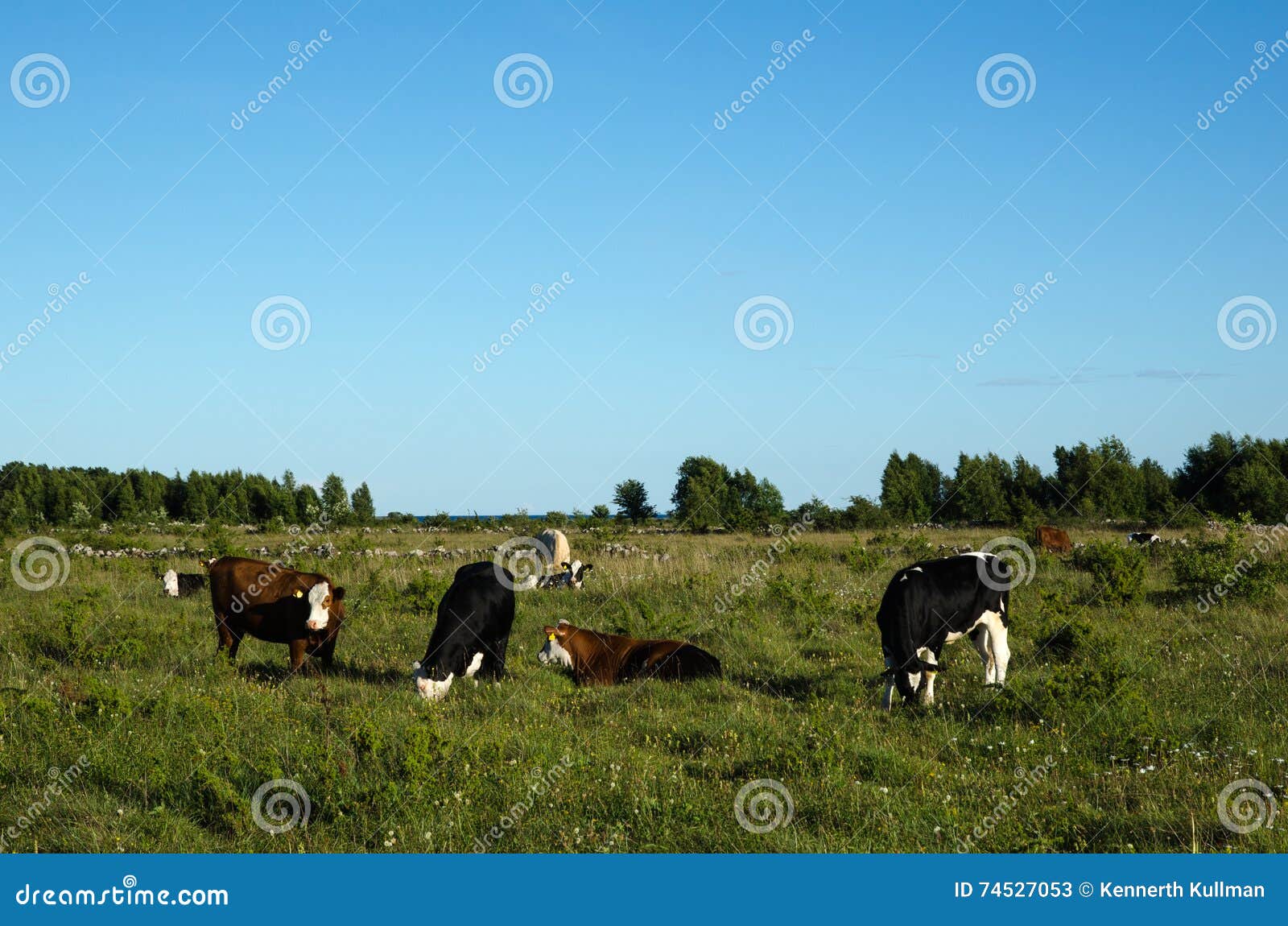 Grazing Cattle in a Green Pasture Land Stock Image - Image of ...