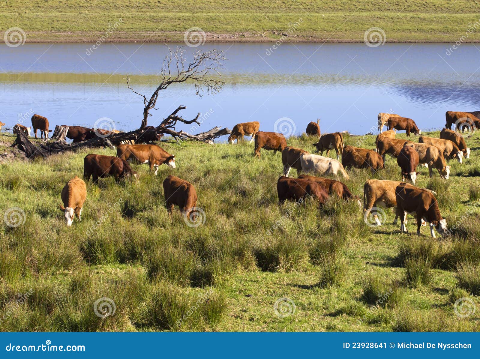 Grazing cattle beside lake stock image. Image of lake - 23928641