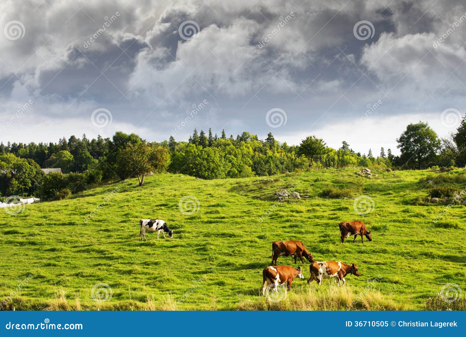 Grazing Cattle in Old Rural Landscape Stock Image - Image of rural ...