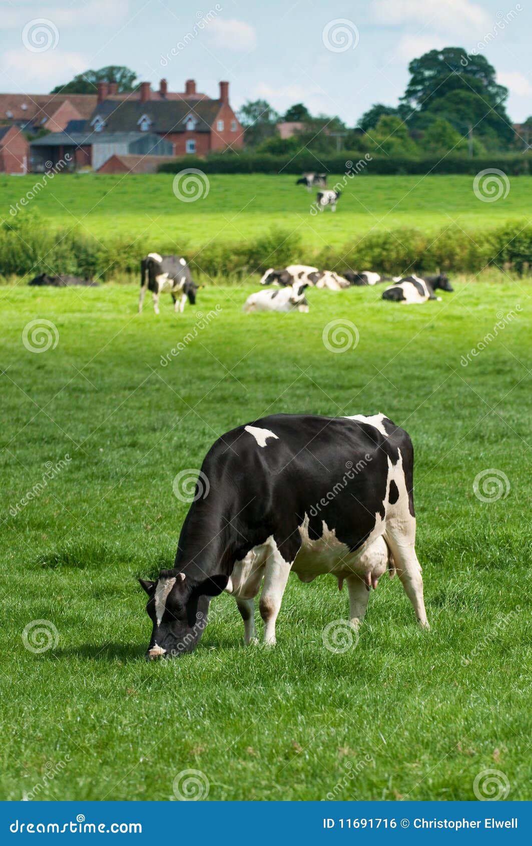 Grazing Cow stock photo. Image of cattle, land, farm - 11691716